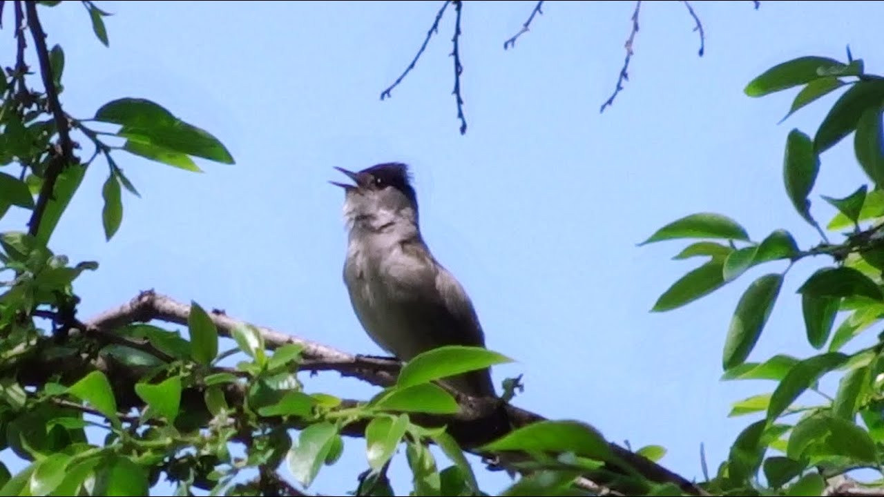 Silvie cu cap negru, cantec - Eurasian Blackcap song - YouTube