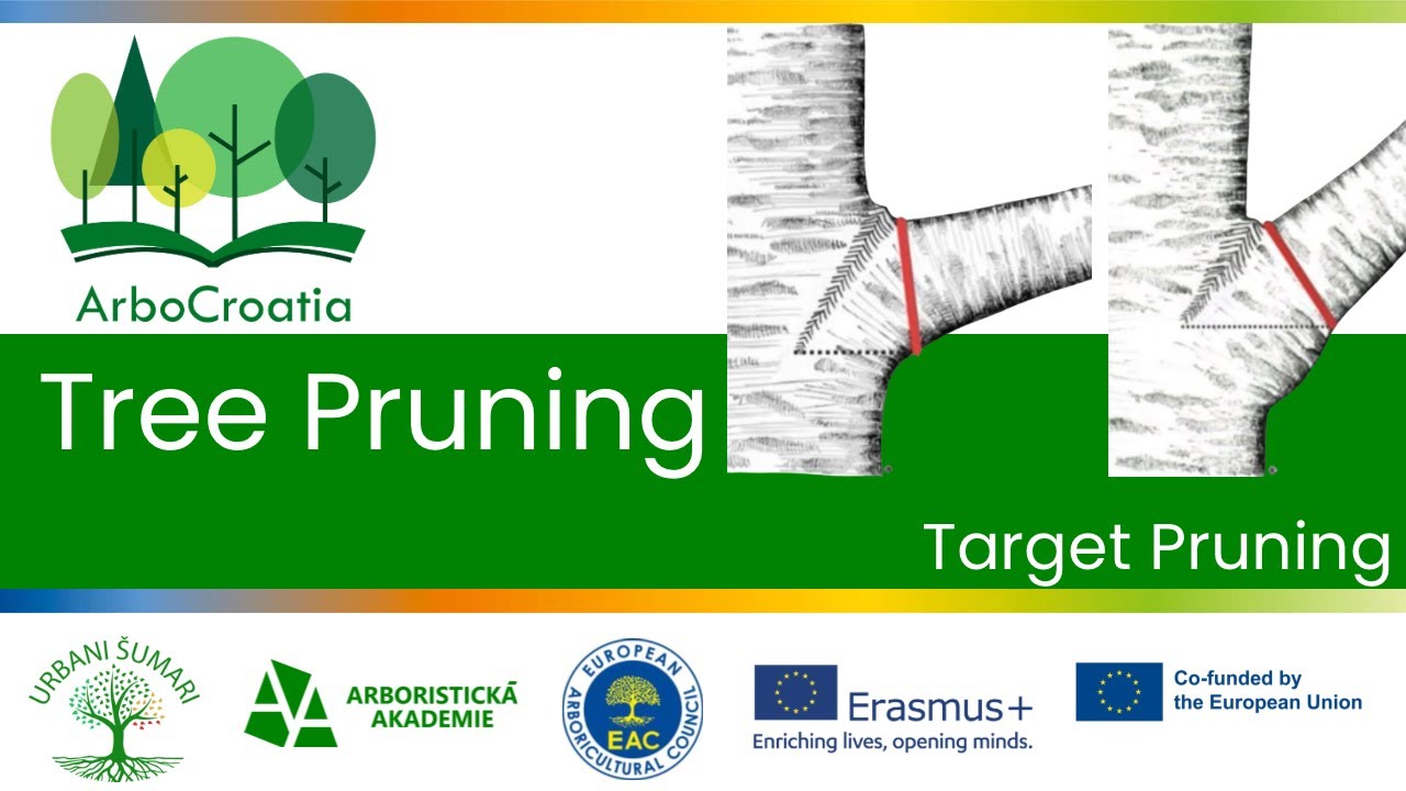 E-learning / Tree Pruning / #1 / Target pruning - YouTube