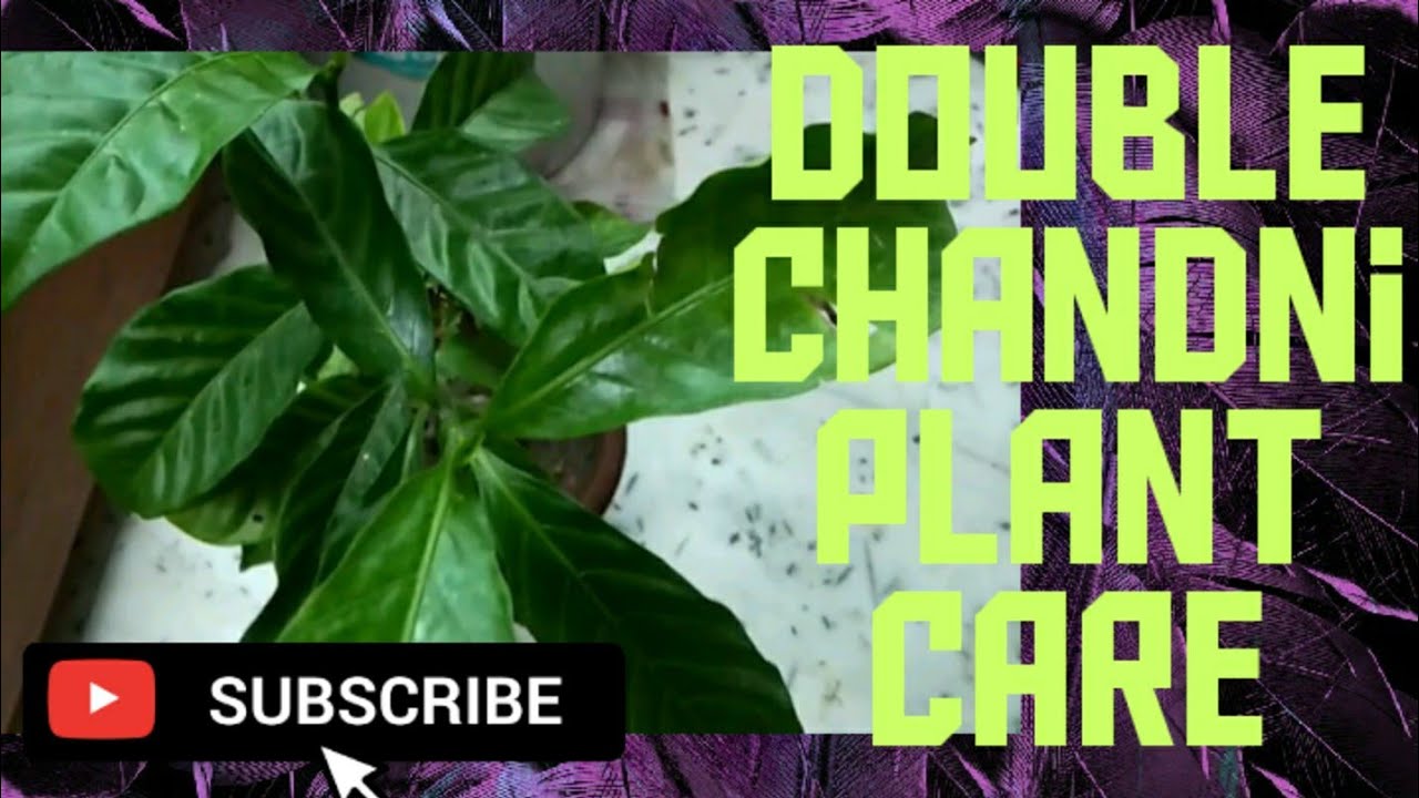 Best care tips of double chandni plant/chandni plant growth season ...