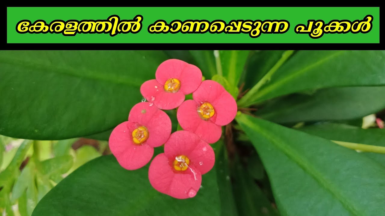 കേരളത്തിൽ കാണപ്പെടുന്ന സുന്ദരമായ പൂവുകൾ Kerala Beautiful Flowers ...