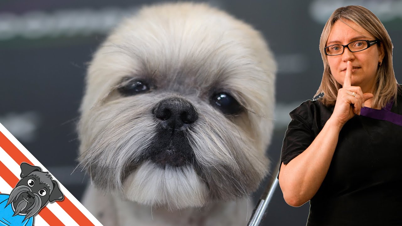 Haircuts For Shih Tzu Dogs | From Start To Finish - YouTube