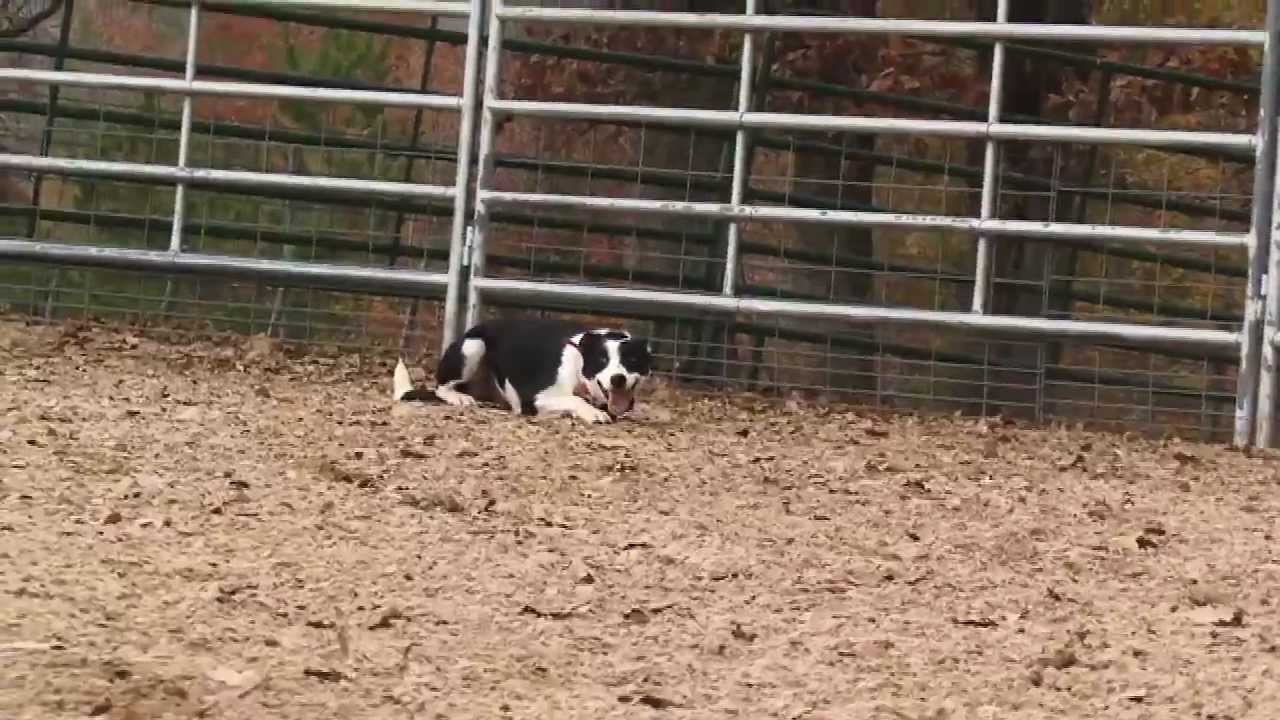 Working Like a Dog - Cowdog Training w/ Mike Wright - YouTube