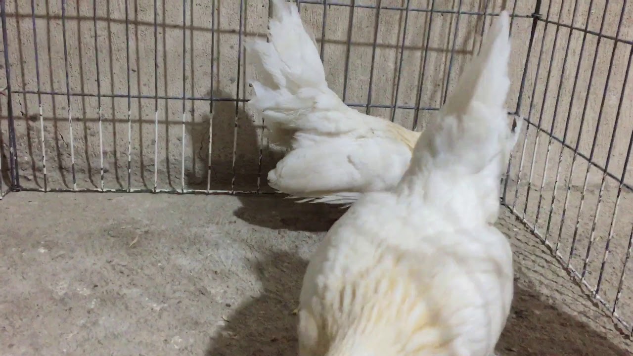 Criadero san Matías OEGB Red Pyle o canelas para trabajar el resto de ...