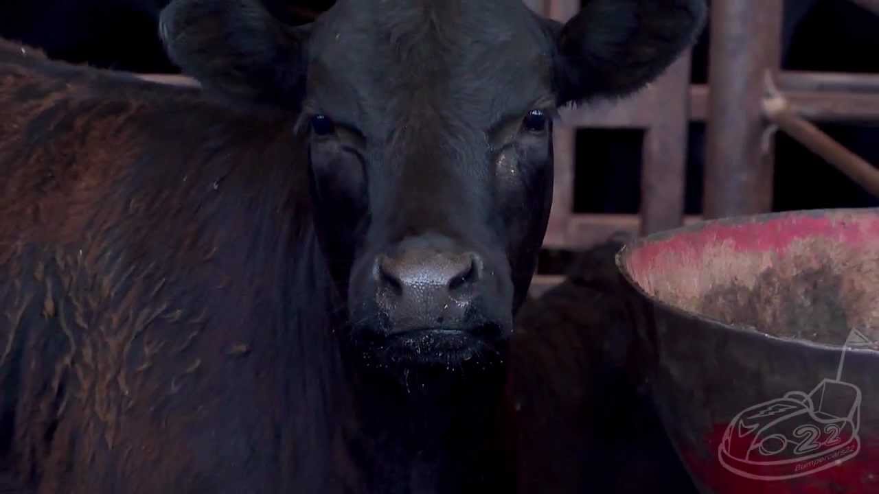 GROSS! Cow Picks Nose with Tongue! EWW! - YouTube