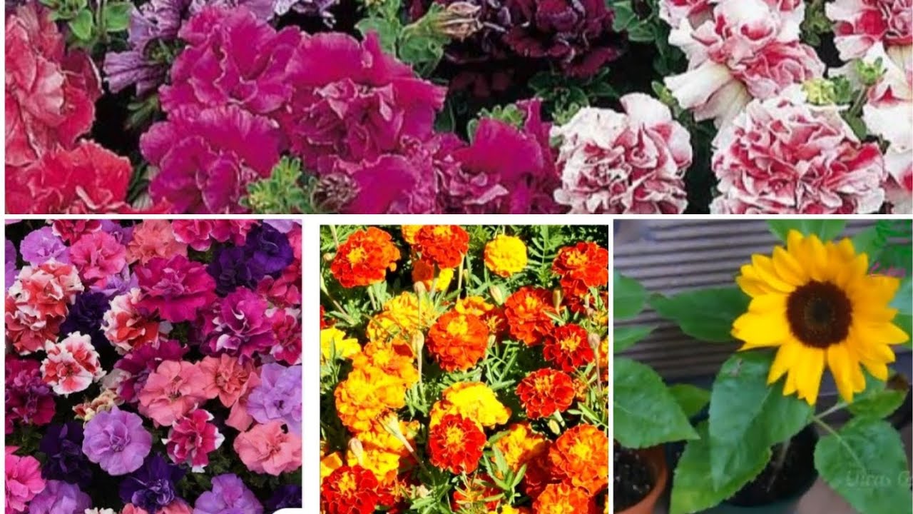 Three type of flower seeds sunflower,petunia and merrygold I have put ...