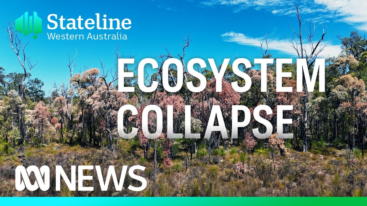 Fears of massive 'forest collapse' event as WA's record dry spell ...