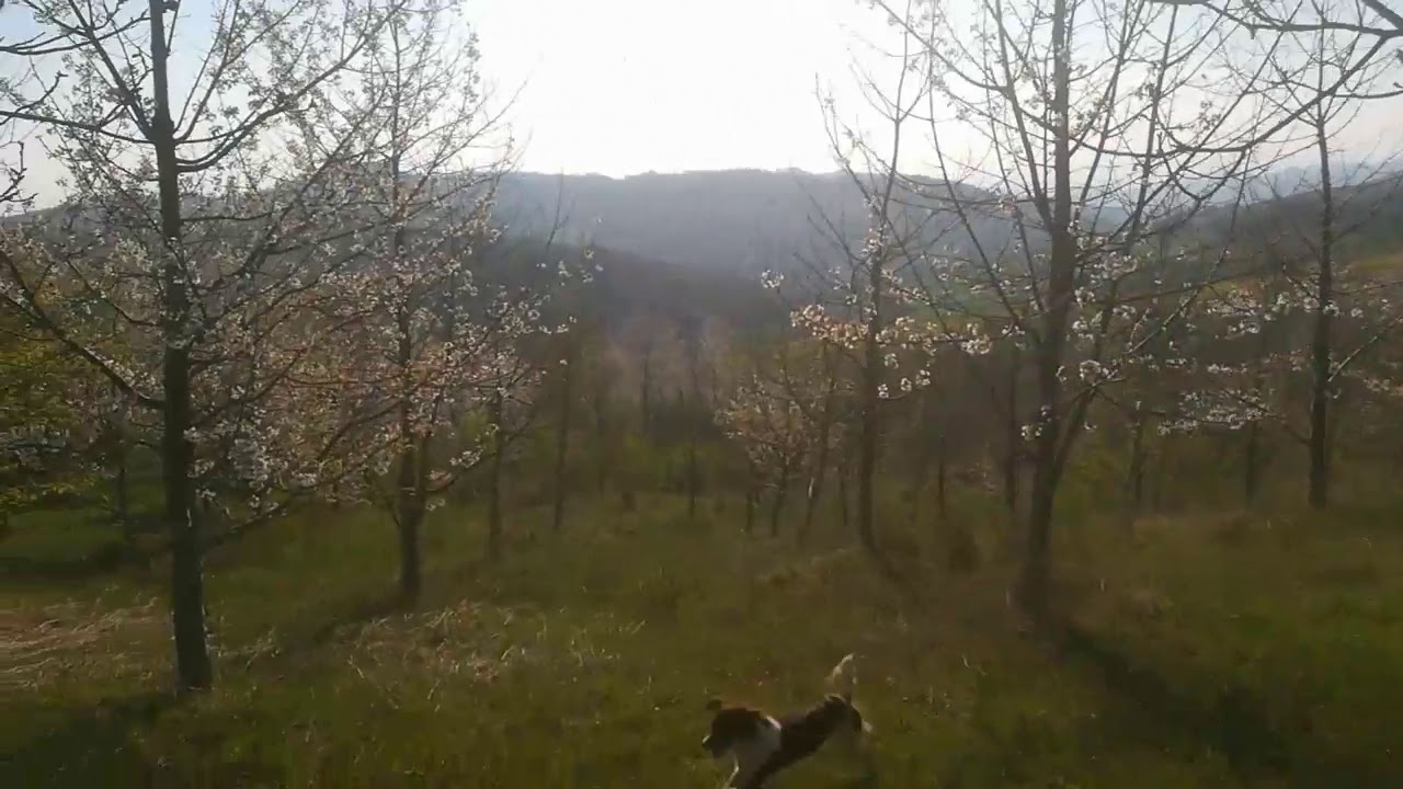 Quartering Springer spaniel 10/04/2020 - YouTube