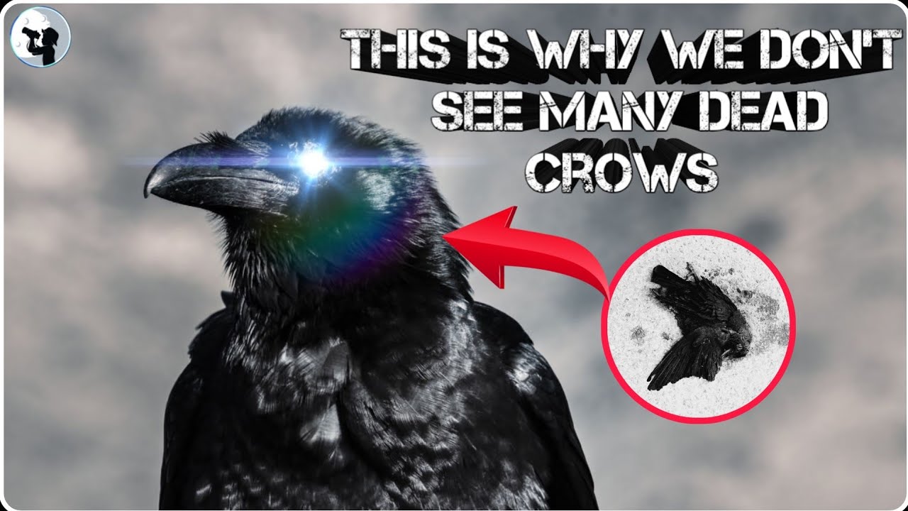 Are you Heard of a murder of crows.How About a Crow funeral? |About it ...