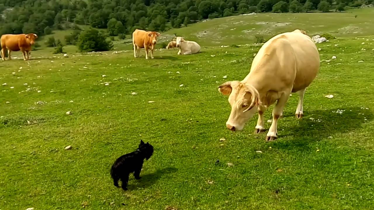 Bailando con las vacas - YouTube