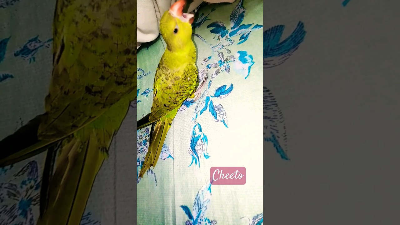 indian ringneck parrot cheeto 😍 acting funny 🤣 #cuteanimals #bird # ...