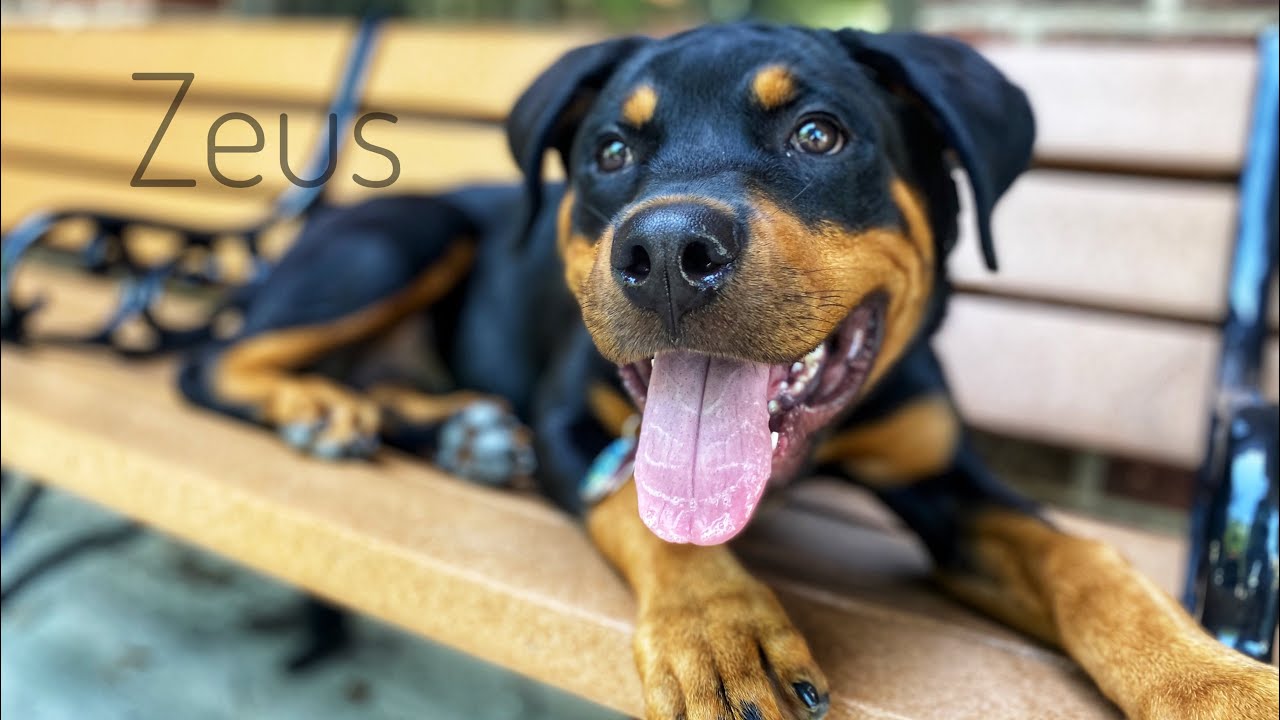 5mo Rottweiler (Zeus) Best Dog Trainers in Florida - YouTube