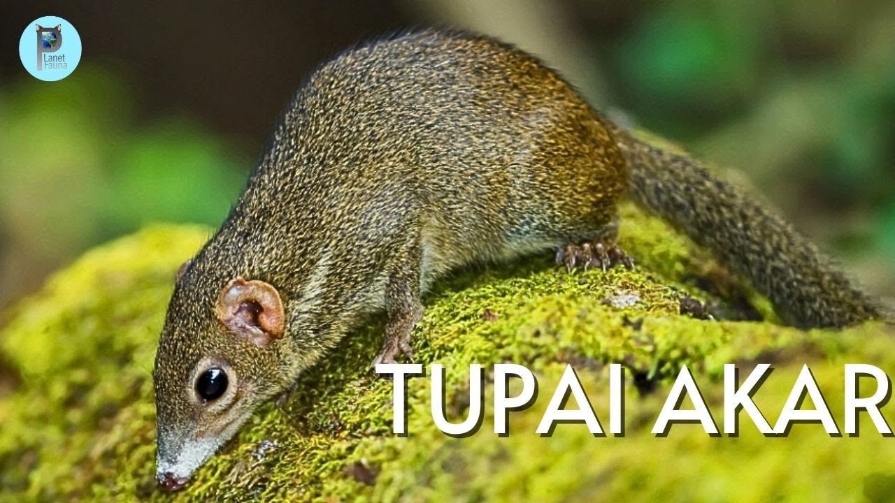 SPESIES TUPAI PALING BESAR - YouTube