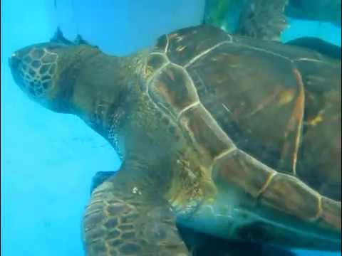Environmental enrichment program for sea turtles - YouTube