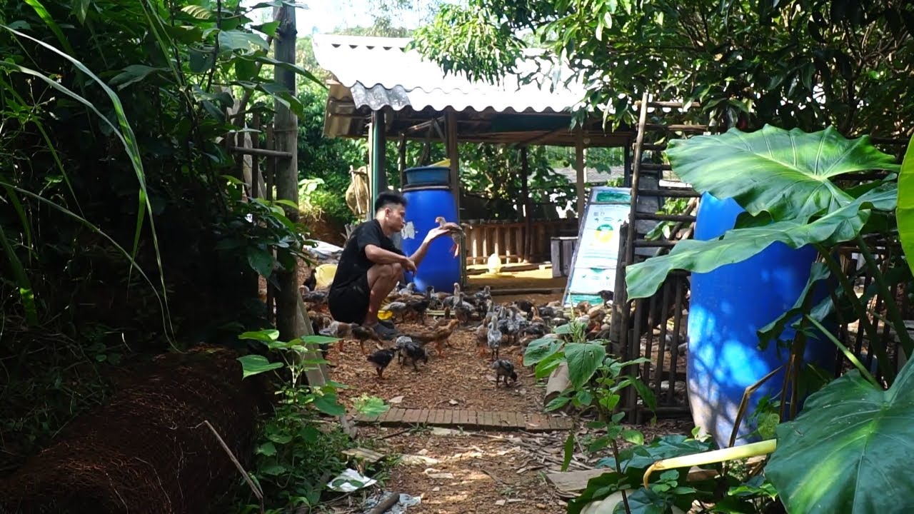 Farm Building Day, Construction, Free Range Chicken Raising, Animal ...