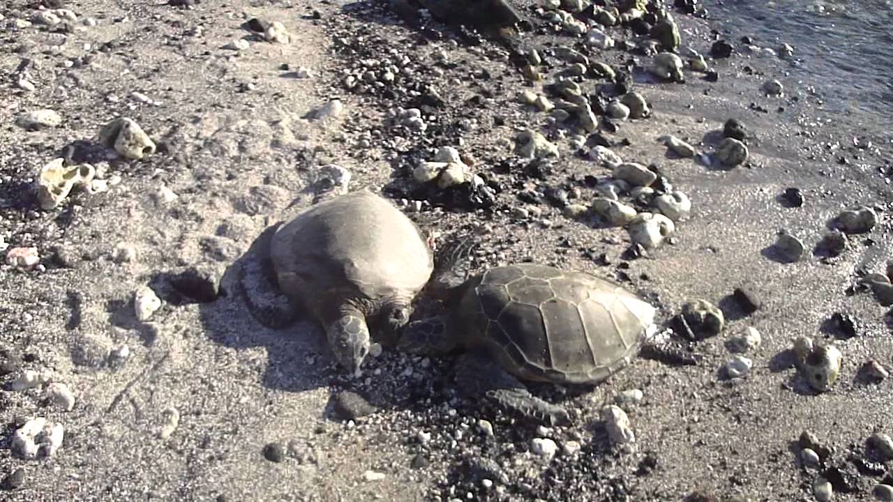 Turtle convention in Hawaii - YouTube