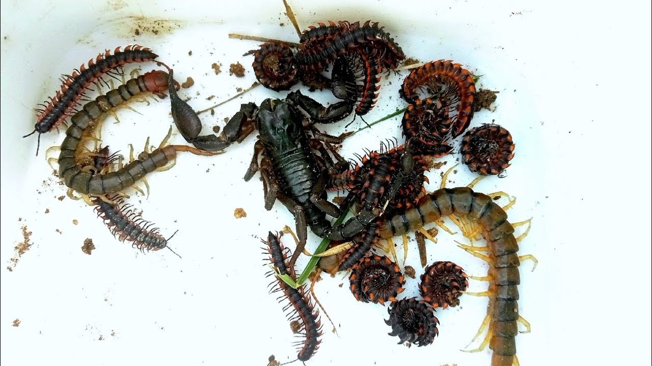 What is the centipede sick? Hunt for a scorpion - two centipedes and ...