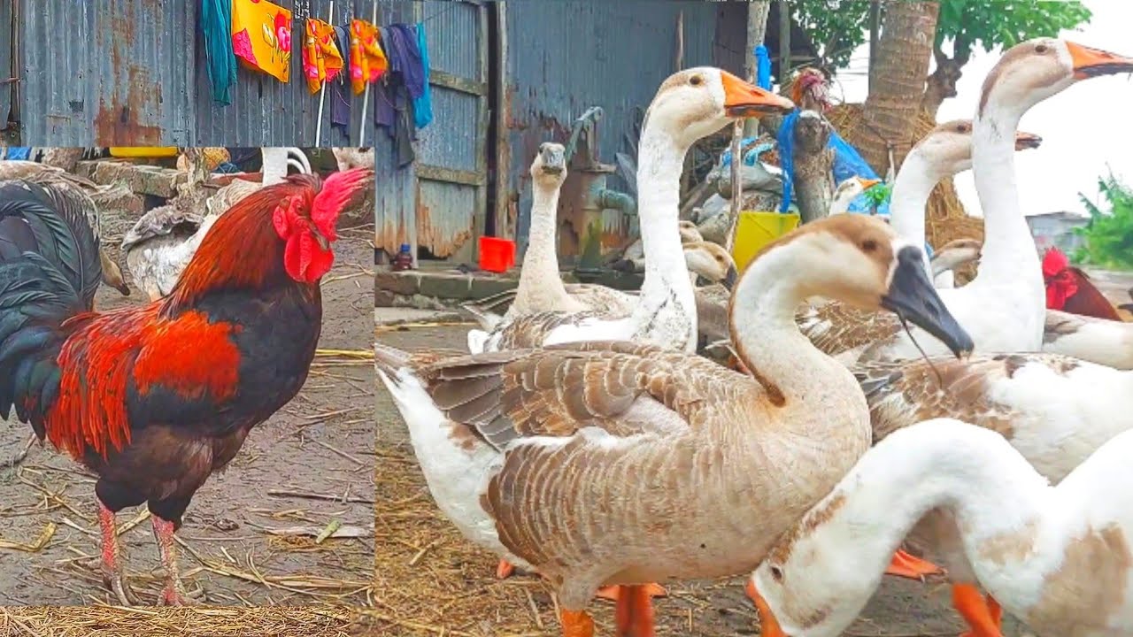 Swans are Funy Videos and rooster feeding - YouTube