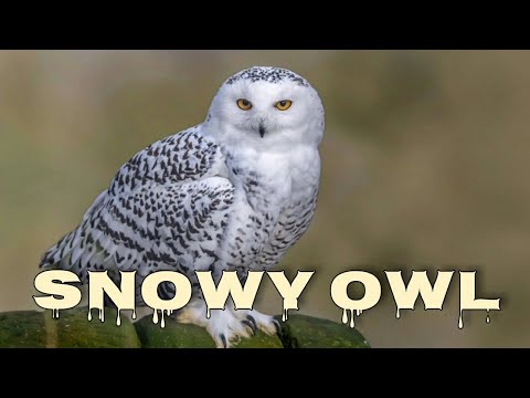 Snowy owl sound and call - YouTube