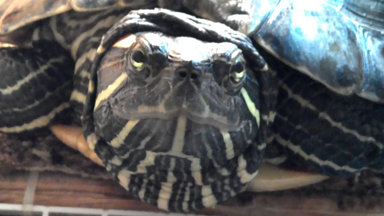 Turtle Stare - YouTube