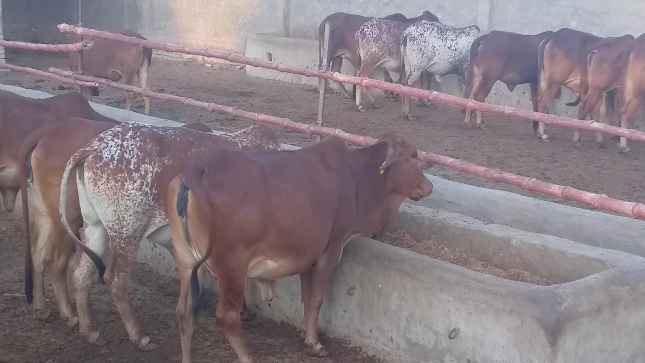 Sahiwal and cholistani cows - YouTube