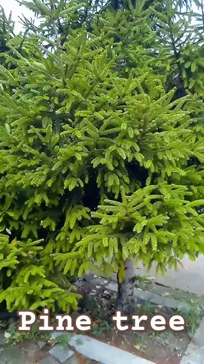 Ang ganda tingnan maliit na puno ng pine tree #shortvideos #satisfying #short - YouTube