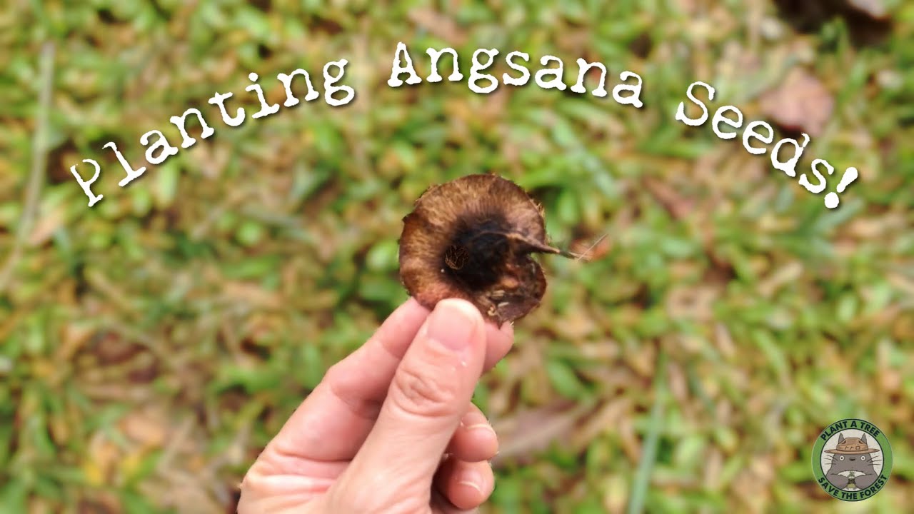 Planting angsana seeds! 🌿 - YouTube