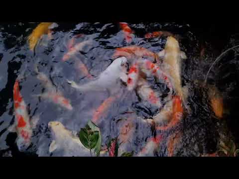 koi koi koi - YouTube