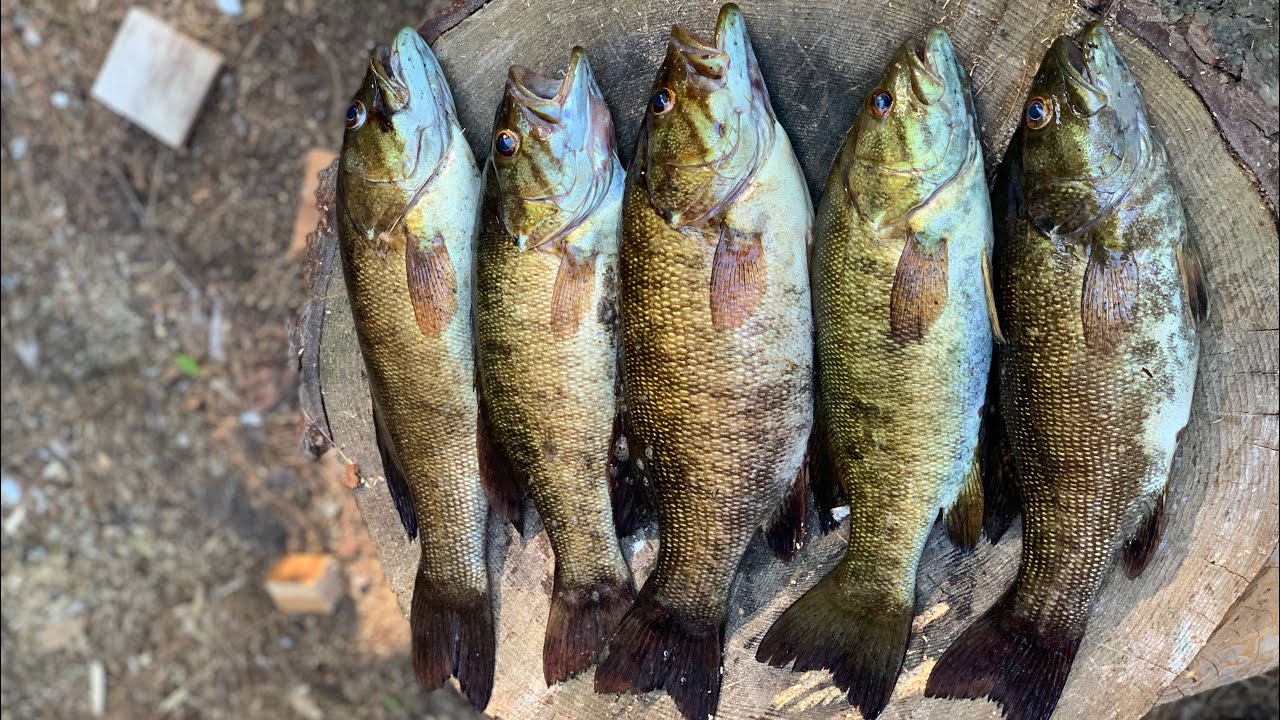 SMALLMOUTH BASS (Catch, Clean, Cook) - YouTube