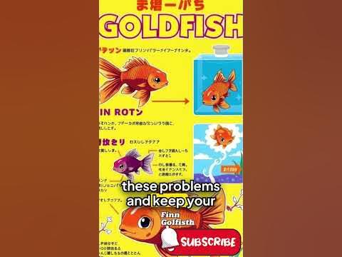 Common Goldfish Problems and Solutions A Troubleshooting Guide #shorts ...