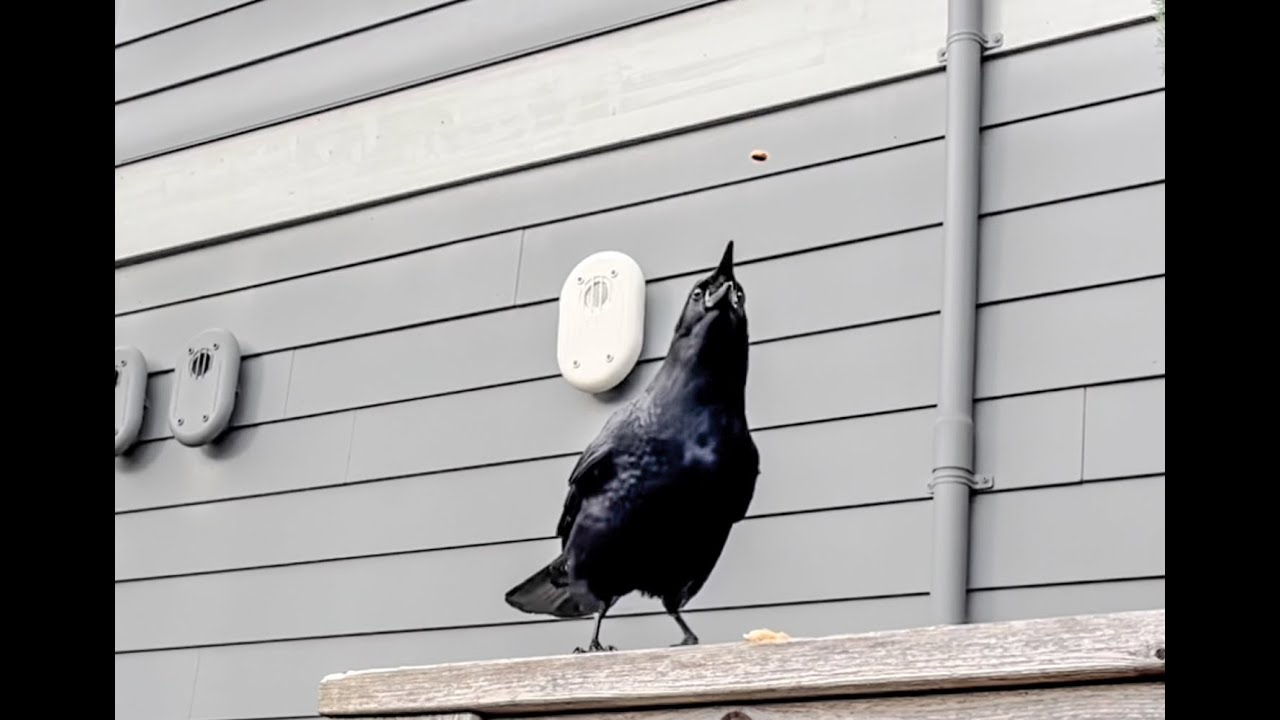 These Crows Play Catch Better than Your Dog Does - YouTube