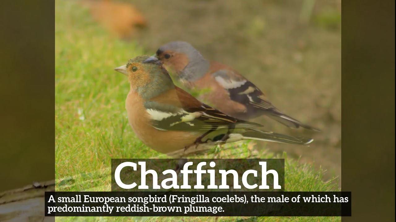 What is Chaffinch? | How to Say Chaffinch in English? | How Does ...