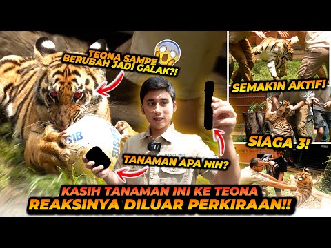 TANAMAN INI MENGUBAH TEONA JADI LITTLE DEVIL ?! ALSHAD SAMPE MENYATAKAN SIAGA ! TEAM KENA MENTAL