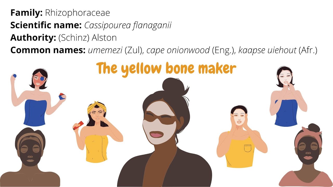 Cassipourea flanaganii - the yellow bone maker - YouTube