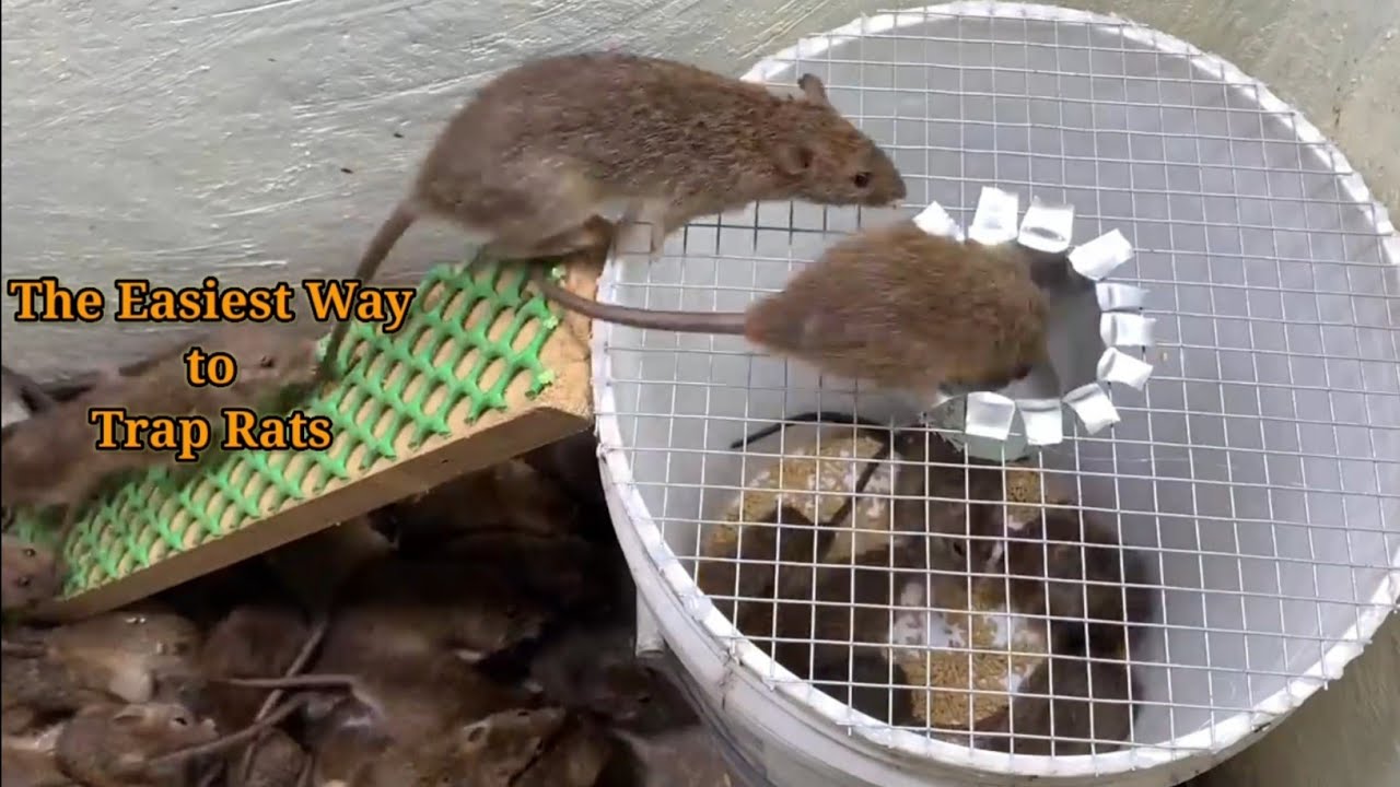 Homemade Rat Trap With Bin | Easiest Way To Catch Rats With Wasted Bin ...