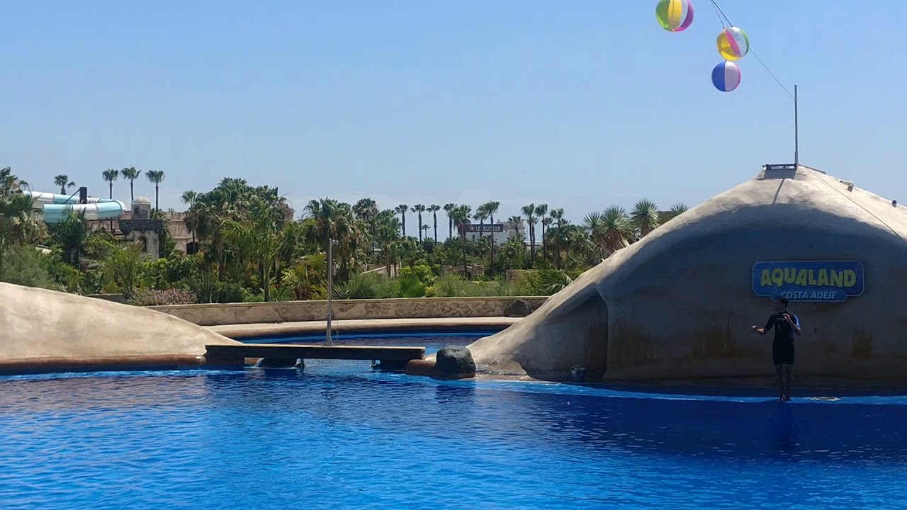 Dolphin Show 🐬(7) - YouTube