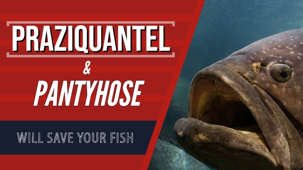 Don’t WASTE your money- PraziPro Liquid vs Praziquantel Powder in ...