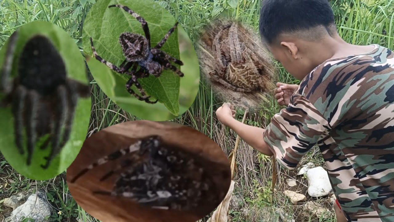 Day hunting spider, panalo sa laki #hunt#spider#videos - YouTube