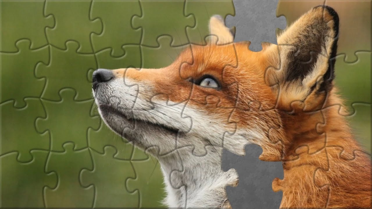 fox puzzle #foxpuzzle #fox #forestanimals - YouTube