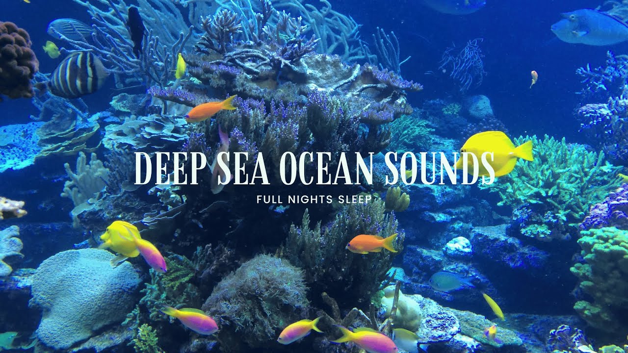Deep Ocean Sounds with Beautiful Deep Sea Fish and Coral for Relaxation ...