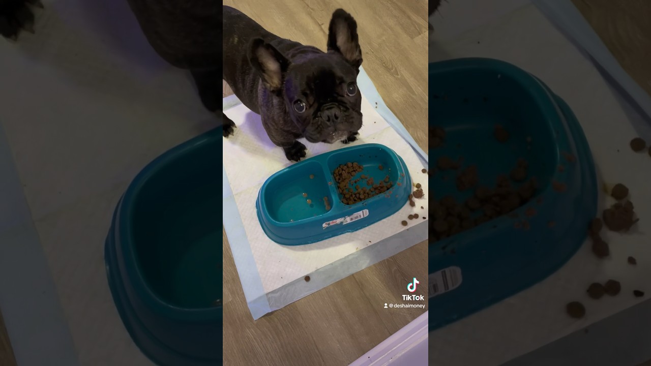 Meet the worlds sloppiest dog - YouTube