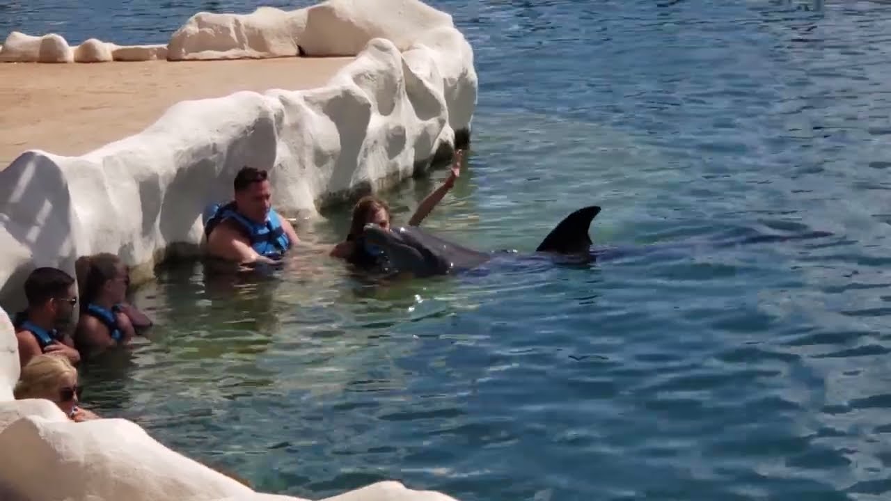 Costa Maya -Swimming with Dolphins -Mexico - YouTube