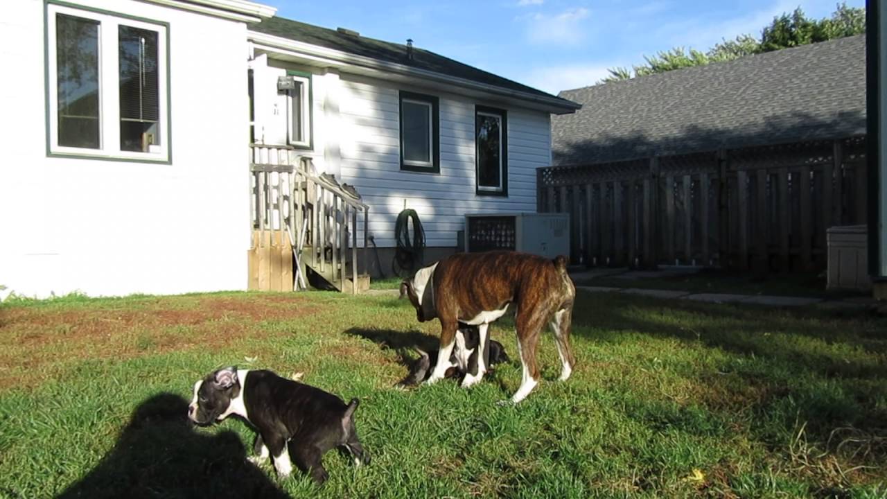 6 week old boxer puppies meeting big sis - YouTube