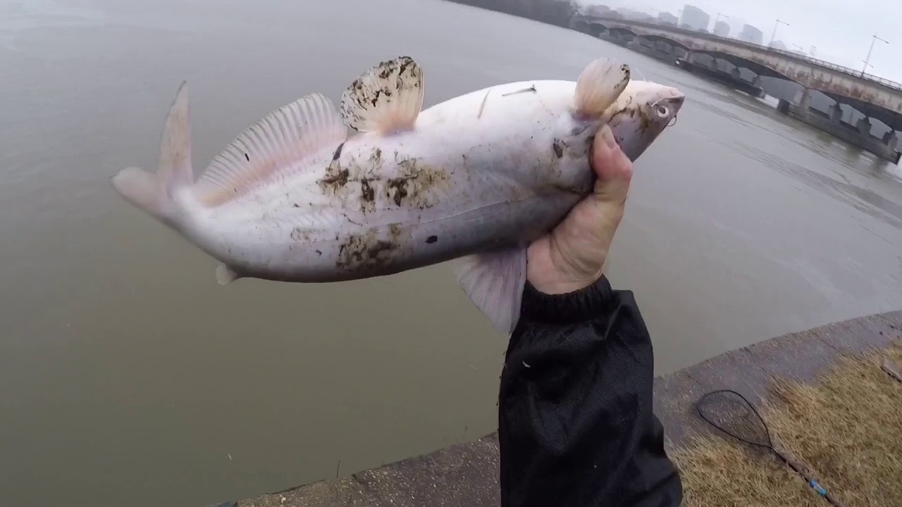 When The Catfish Gods Hate You...(Last Fish of 2018) - YouTube