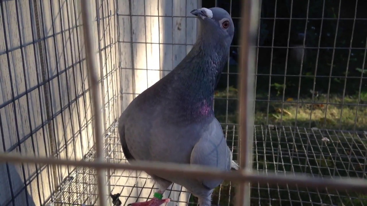 Daughter Super Chief - Racing Pigeon Hen - YouTube