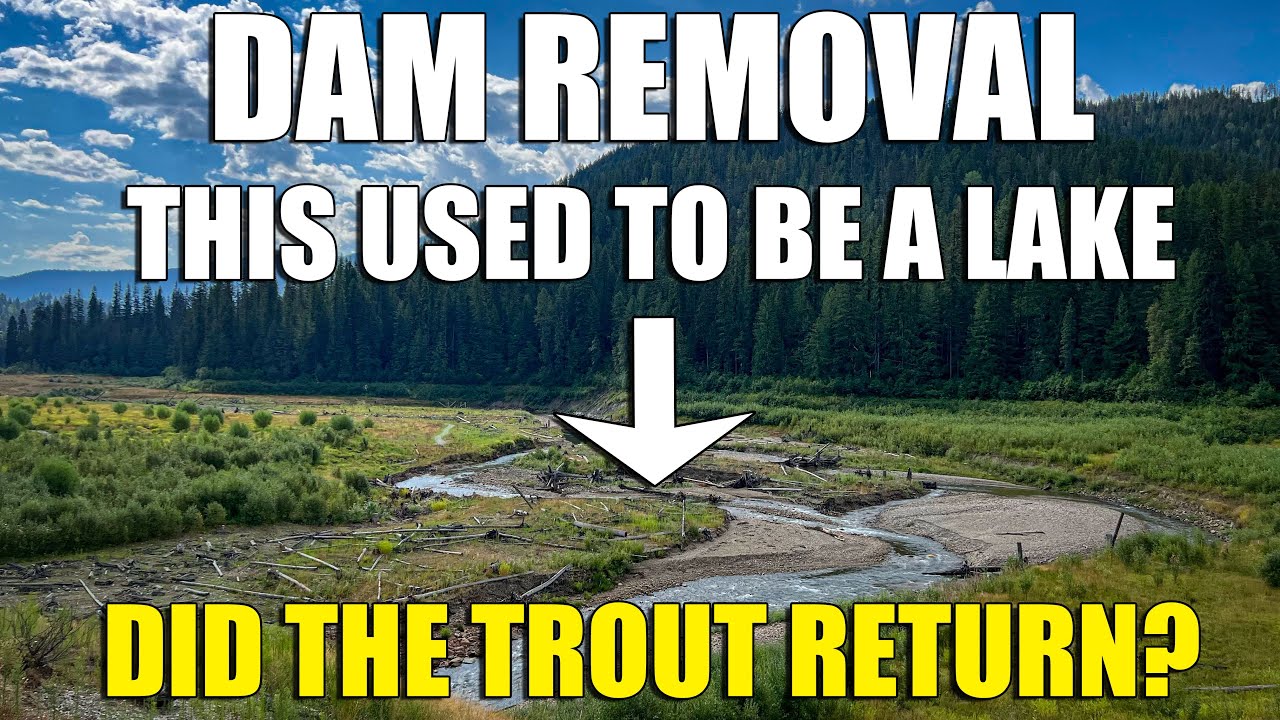 Fishing a Stream After Dam Removal: Did the Trout Return? - YouTube
