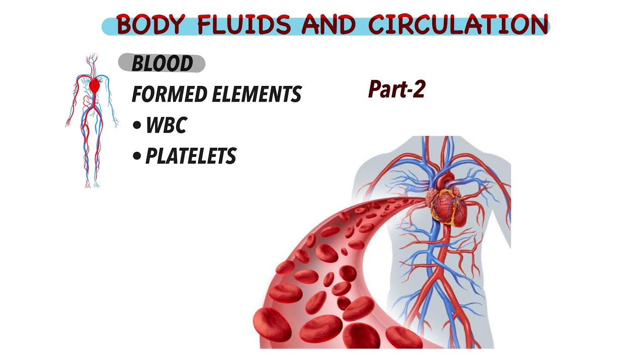 Body Fluids and Circulation | Part -2 | WBC | PLATELETS | NEET | CBSE ...