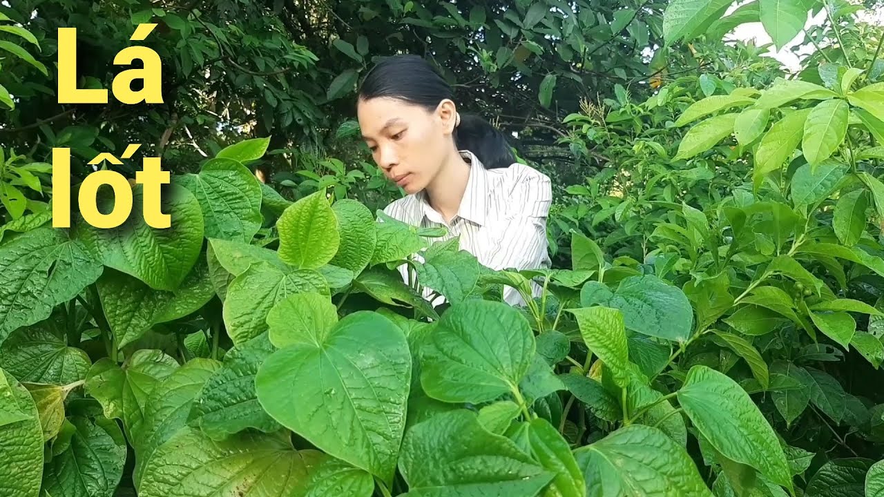 Bữa cơm quê với lá lốt (piper lolot) - Thủy Dương vlog - YouTube