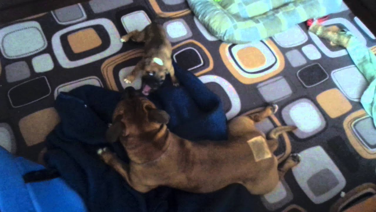 Rozi - crazy dog 2. - YouTube