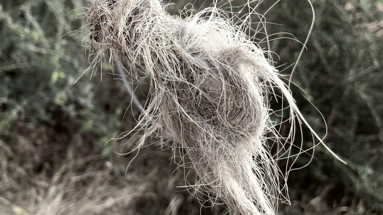 Snare Hunt 2020 - YouTube