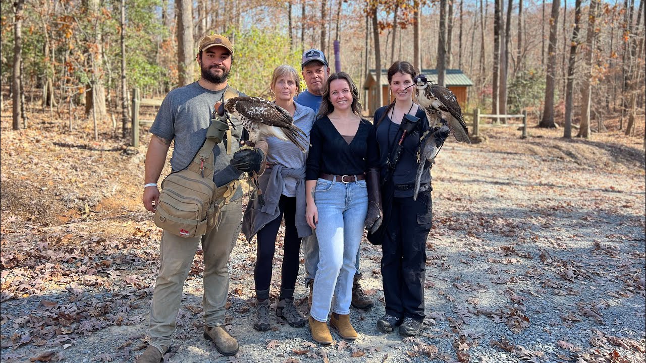 Falconry With a Red-tailed Hawk: World Falconry Day Hunt! - YouTube